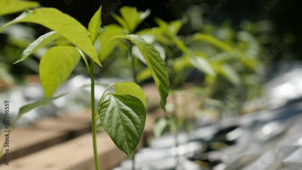 Vidéo Stock Chilli pepper growing young plants in early spring 4K ...