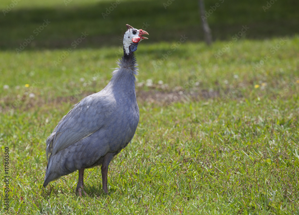 Bird sentry Stock Photo | Adobe Stock