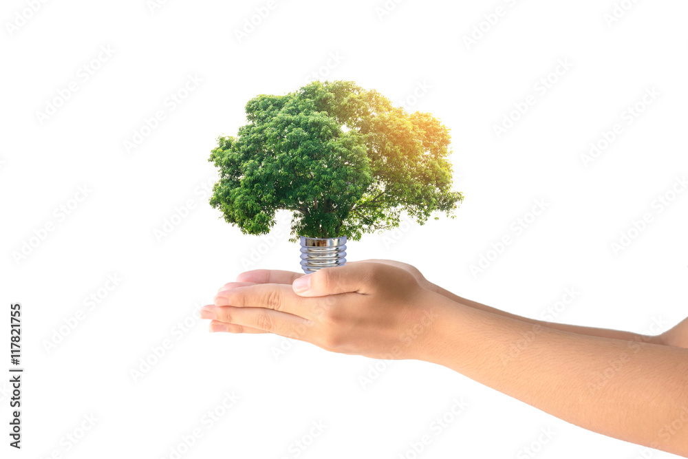 Human hands holding the energy saving lamp of tree on white background ...