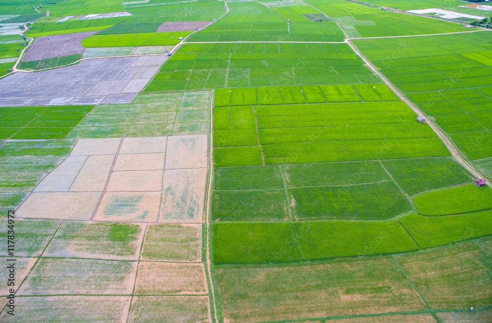The aerial view of rice field in northern Thailand during the beginning ...