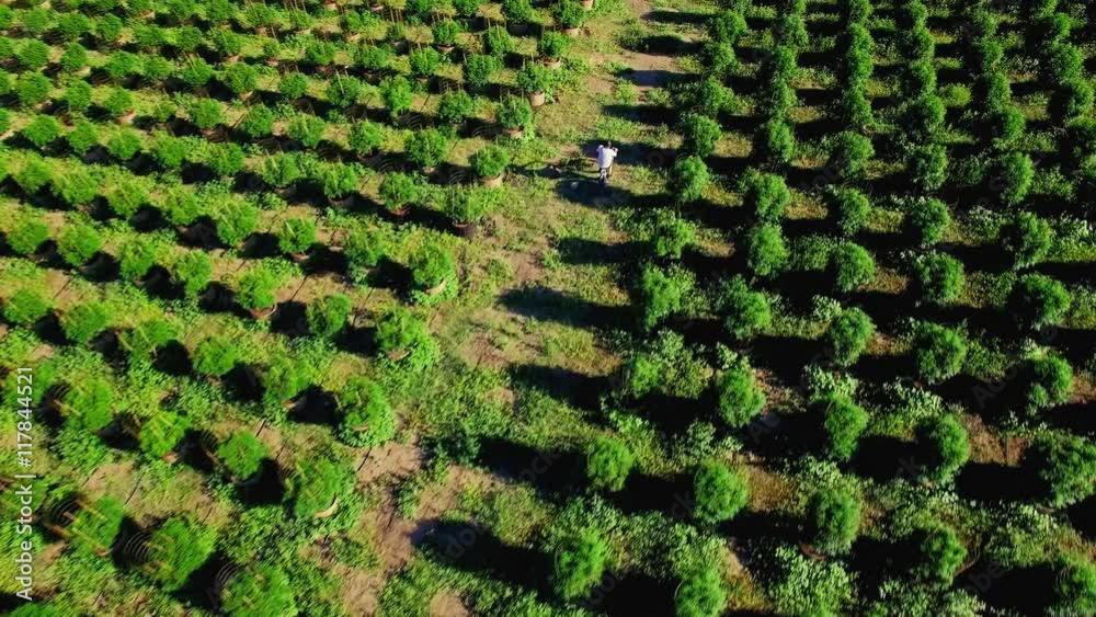Field of Marijuana Plants, Aerial View of Man Riding Bike Through the ...