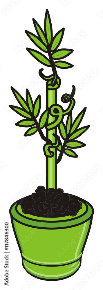bamboo, plant, grow, plant, leaf, stem, pot, vase, Stock Illustration ...