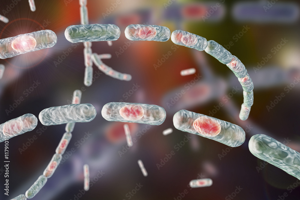 Bacillus anthracis, gram-positive spore forming bacteria which cause ...