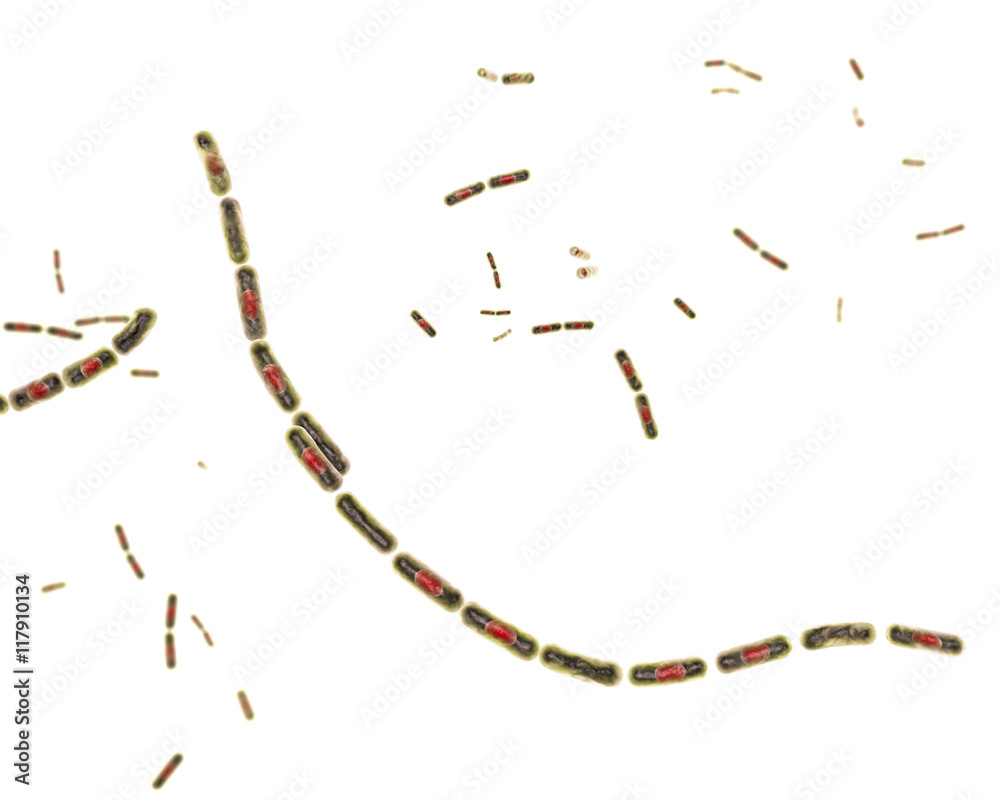 Bacillus anthracis isolated on white background, gram-positive spore ...