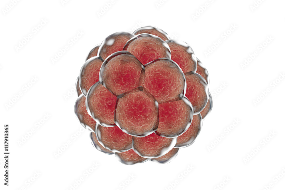 Human embryo isolated on white background. 3D illustration Stock ...