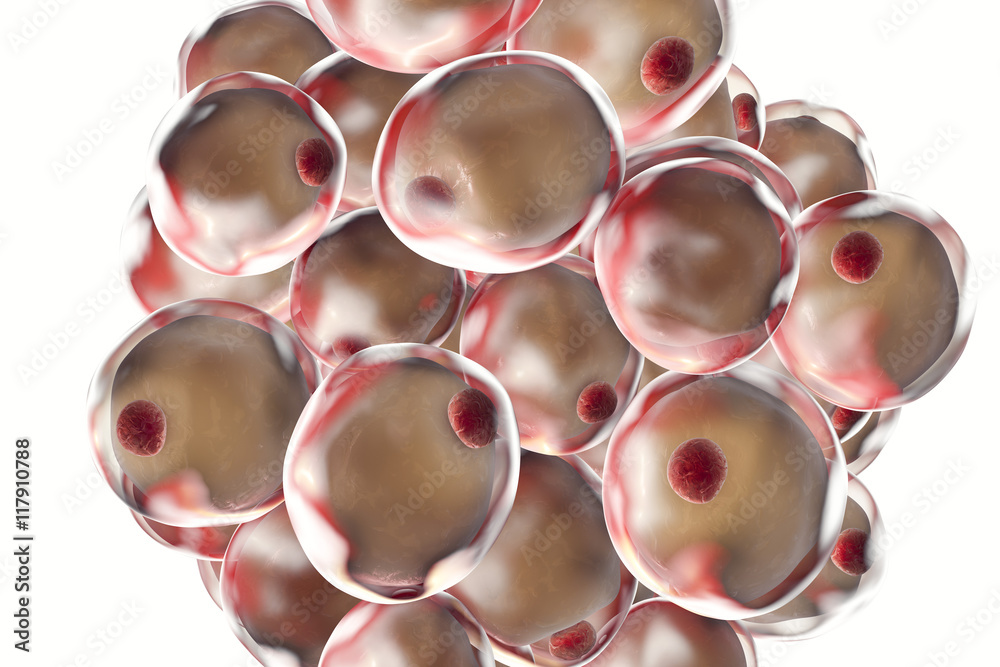 Fat cells. 3D illustration showing presence of big lipid droplet ...