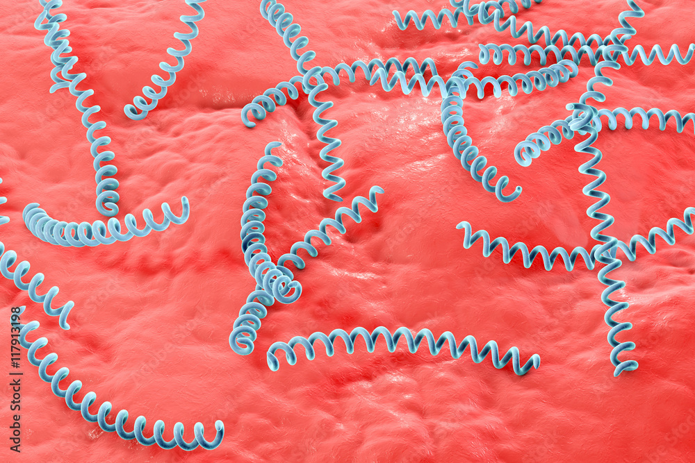 Treponema pallidum on the surface of human skin or mucus membrane ...