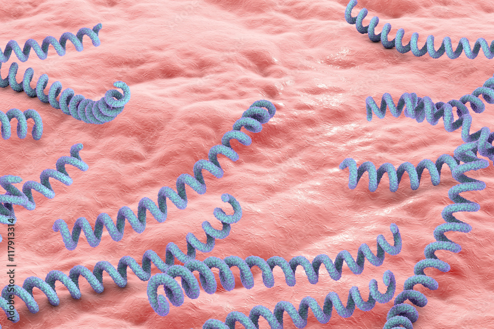 Treponema pallidum on the surface of human skin or mucus membrane ...