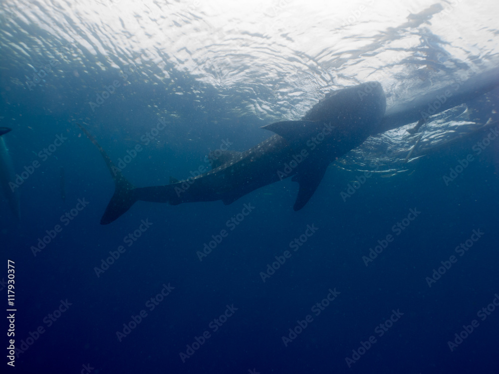 Whale shark (Rhincodon typus) is the largest known extant fish species ...