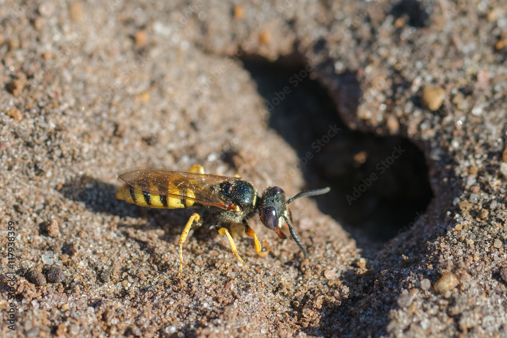 European Beewolf or Bee wolf wasp (Philanthus triangulum) digging a ...