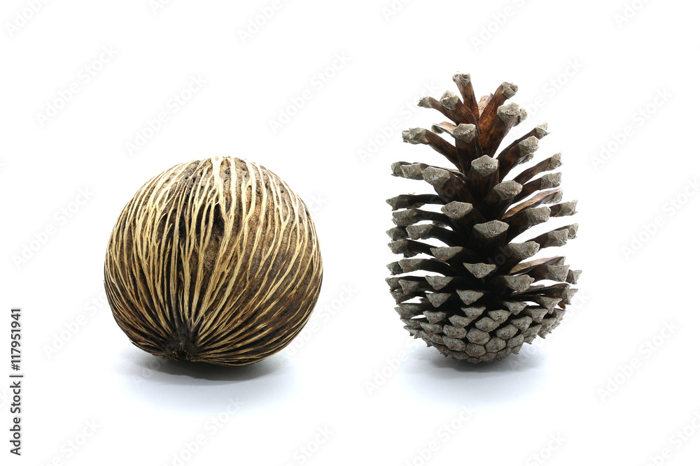 Suicide tree seed, Pong pong seed or Othalanga,Cerbera oddloam's seed ...
