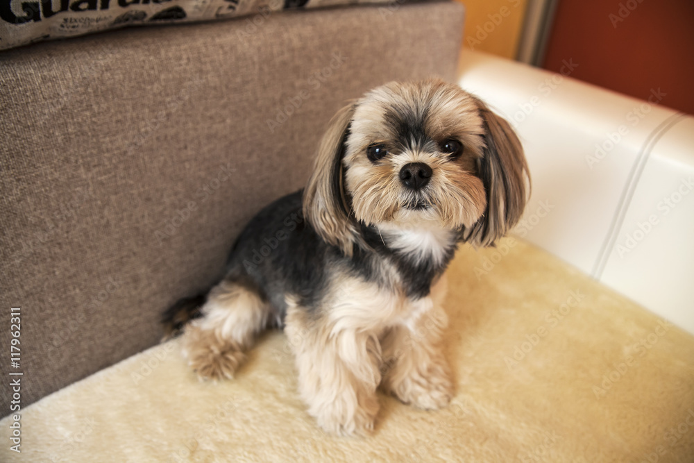 small house dog Stock Photo | Adobe Stock