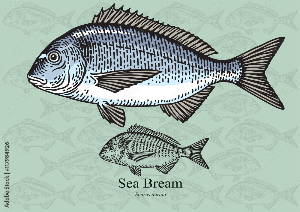 Vetor de Sea bream. Vector illustration for artwork in small sizes ...