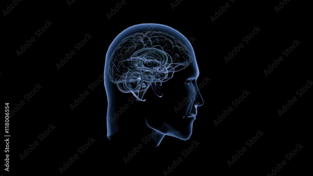 X-ray style visualization of the head and brain. The head fades out as ...