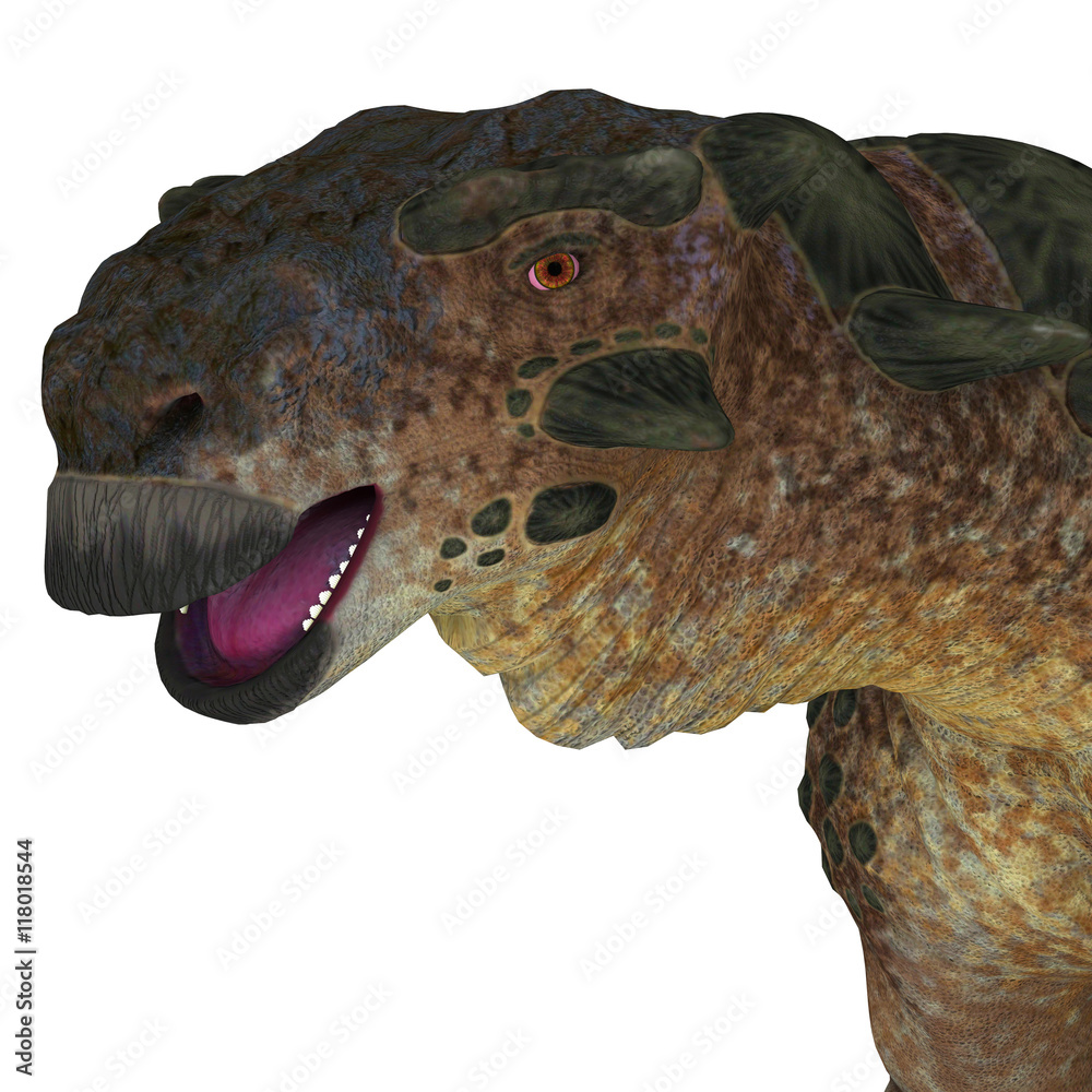 Pinacosaurus Dinosaur Head - Pinacosaurus was a herbivorous ...