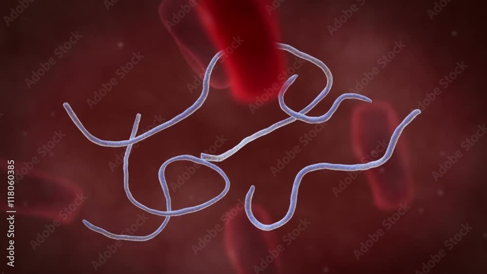 Ebola virus in blood stream, with red blood cells visible in background ...