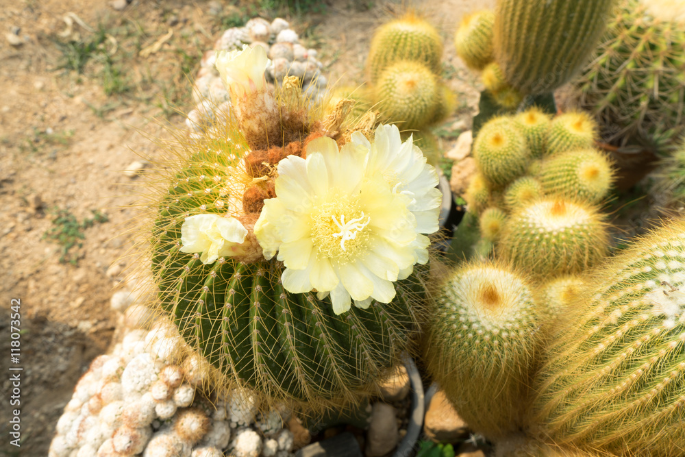 Nature Desert Cactus
