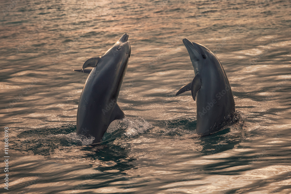 Two beautiful dolphins in golden evening water surface in half body ...