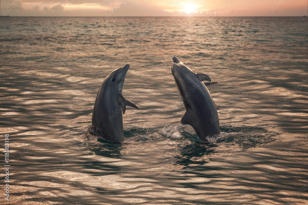 Two beautiful dolphins in golden evening water surface in half body ...