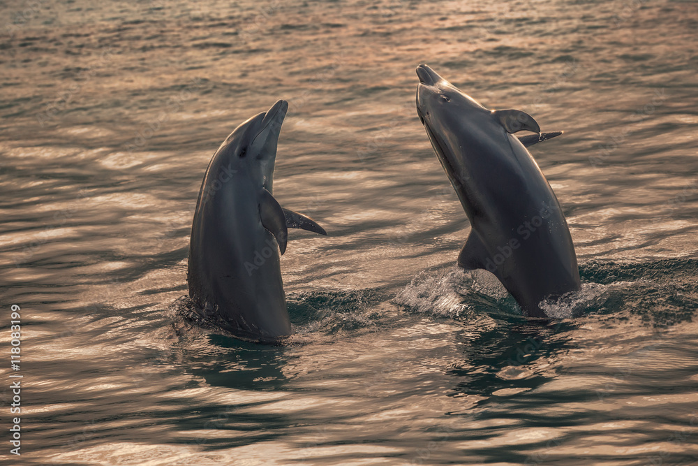 Two beautiful dolphins in golden evening water surface in half body ...
