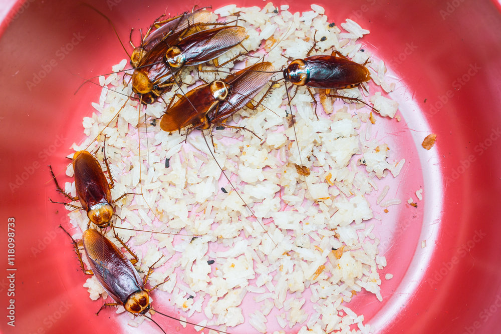 cockroach, cockroach with food, many cockroach, big cockroach. Stock ...