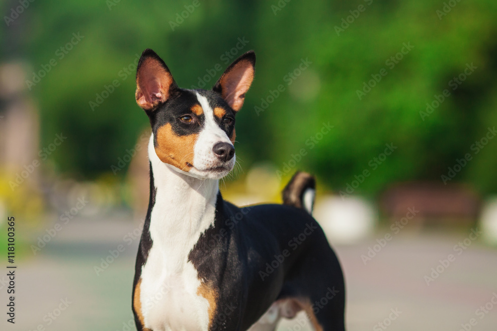 Tricolor Basenjis And Red