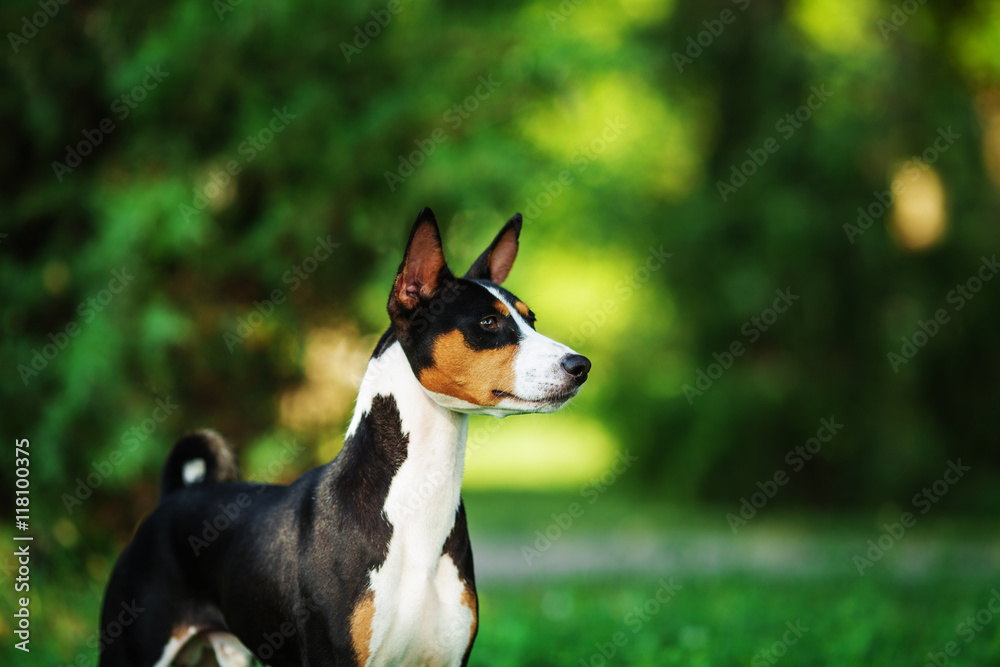 Tricolor Basenjis And Red
