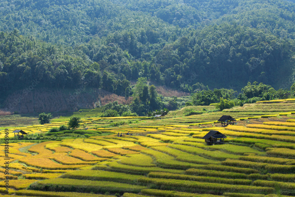 Farmers harvest their crops sharply during the harvest season i Stock ...