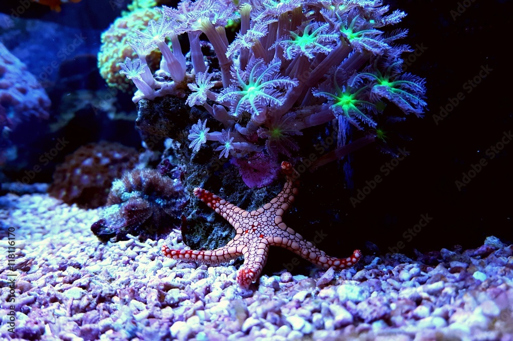 Poster Amazing red starfish in coral reef aquarium tank – Wall Art ...