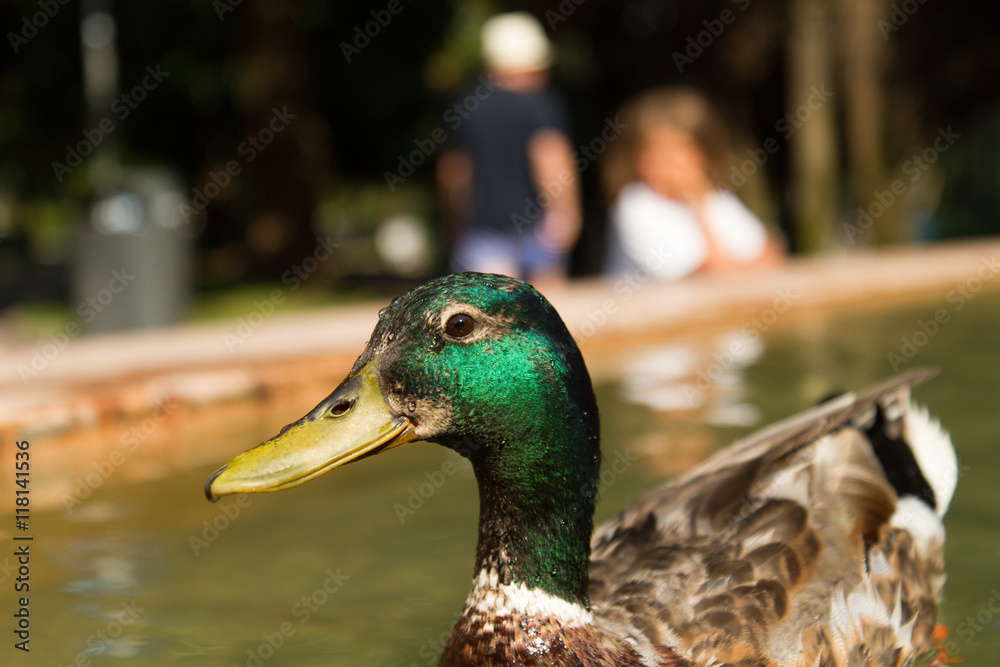 Erpel Stock-Foto | Adobe Stock