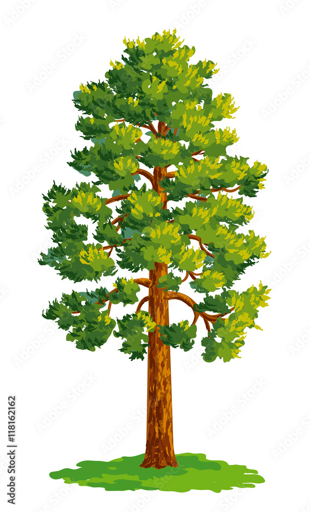 Vector drawing of pine tree Stock Vector | Adobe Stock