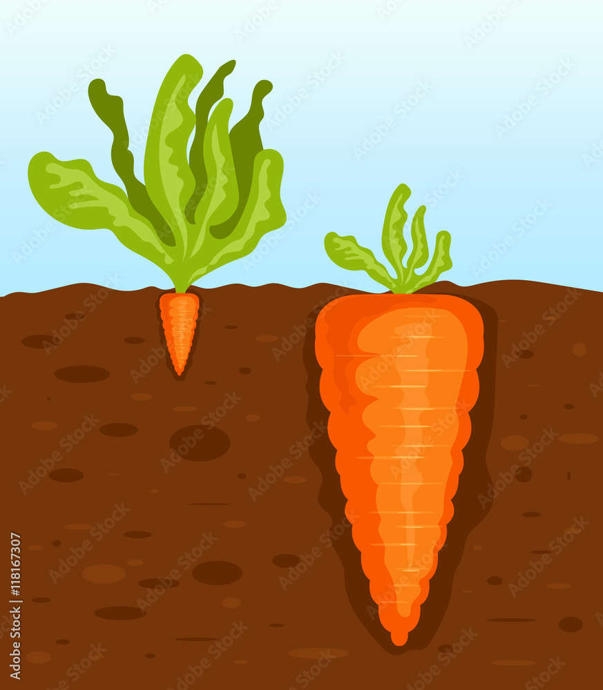 Big and small carrot. Vector flat cartoon illustration Stock Vector ...