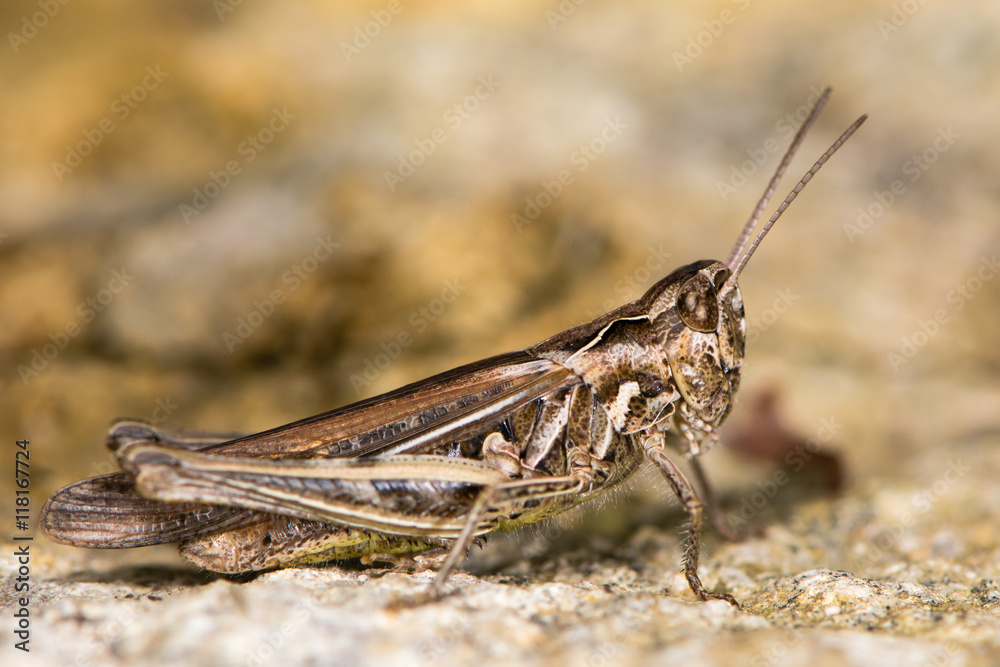 Field grasshopper (Chorthippus brunneus) fully-winged form ...