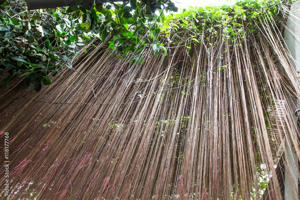 Banyan tree roots dangling from the tree canopy Stock Photo | Adobe Stock