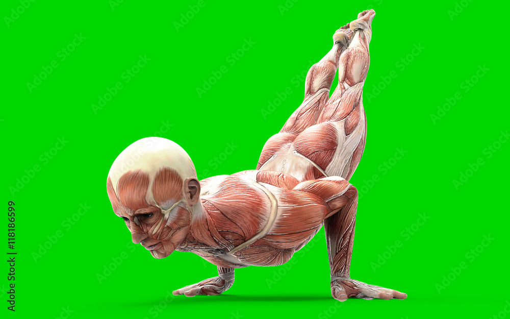 3D digital render of a yoga pose male anatomy figure with muscles map ...
