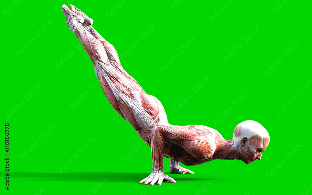 3D digital render of a yoga pose male anatomy figure with muscles map ...