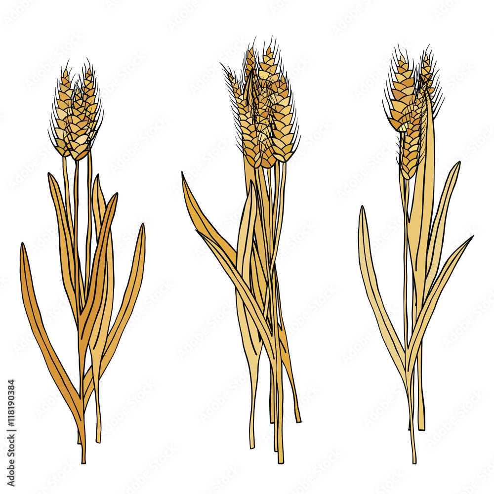 vector set of cartoon doodle wheat sheaves Stock Vector | Adobe Stock