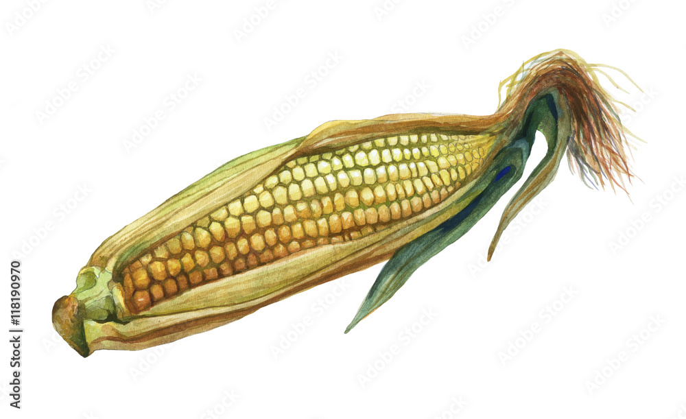Corn, maize. Hand drawn watercolor painting on white background. Stock ...