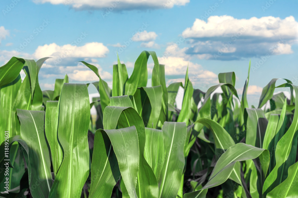 Stems of corn Stock Photo | Adobe Stock