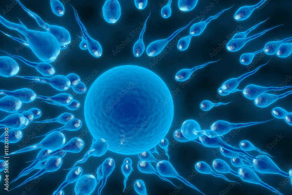 3d illustration fertilization. Insemination of human egg cell by sperm ...
