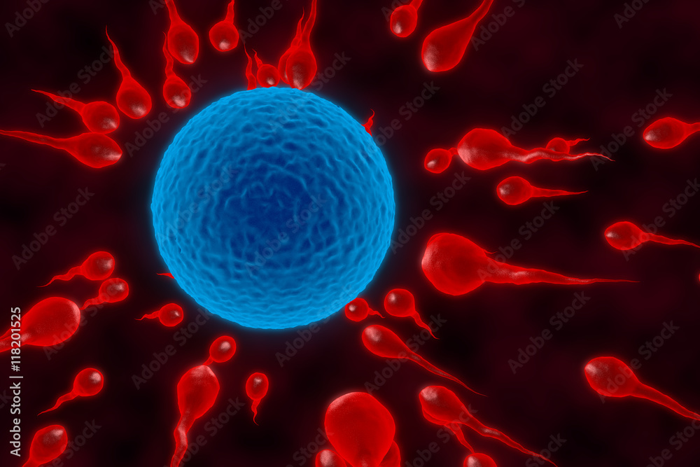 3d illustration fertilization. Insemination of human egg cell by sperm ...