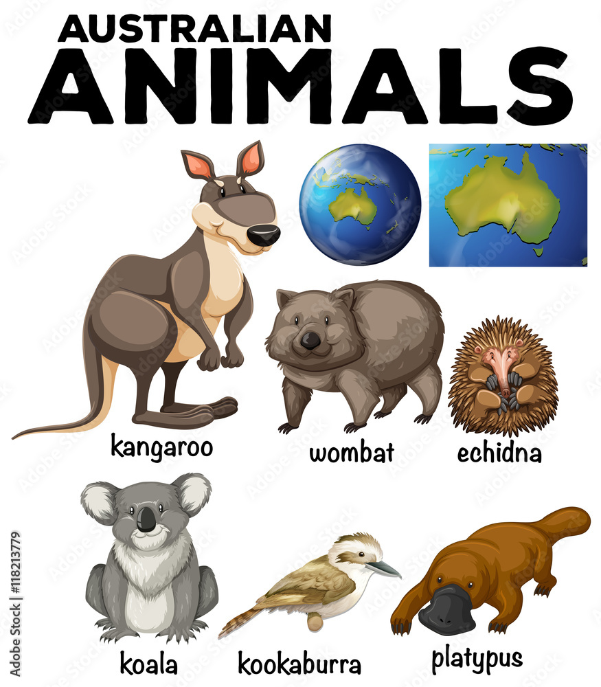 Australian wild animals and Australia map Stock Vector | Adobe Stock