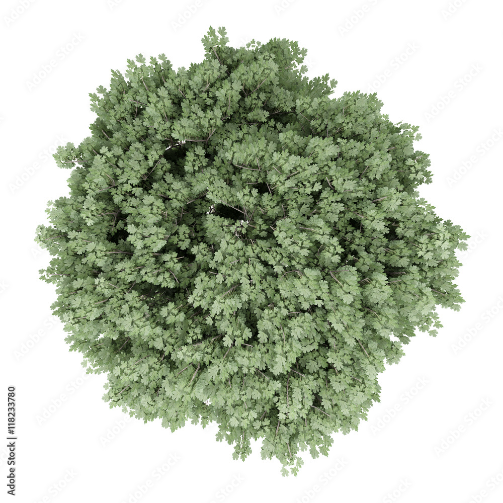 top view of field maple tree isolated on white background Stock Photo ...