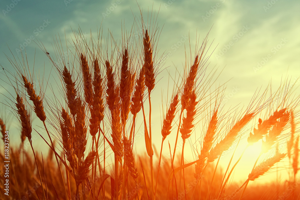 picturesque scene. barley field in sunset time. majestic rural sunrise ...