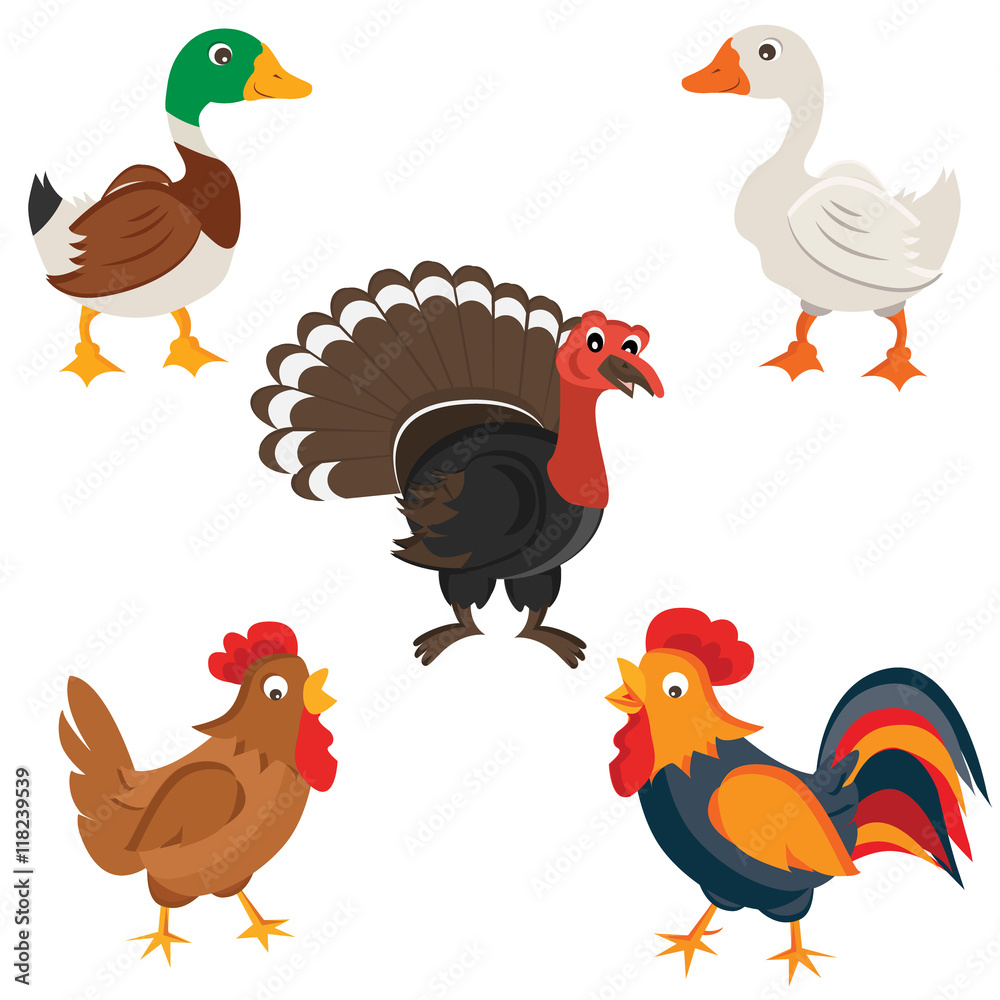 Isolated Farm birds in cartoon style. Vector illustration Stock Vector ...