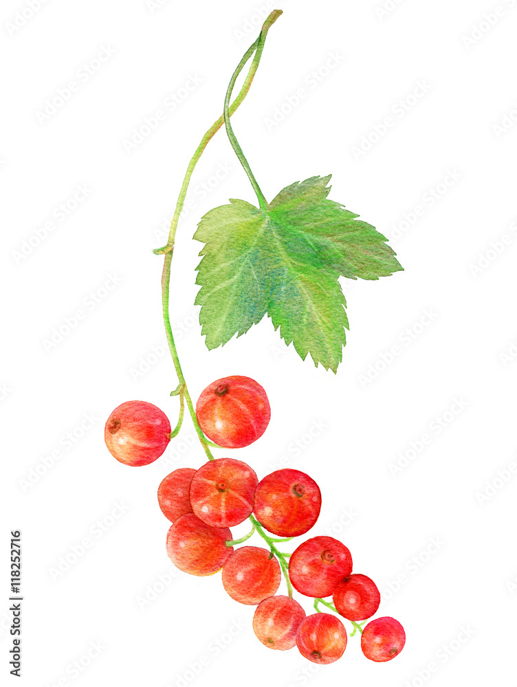 Hand drawn watercolor painting red currants Stock Illustration | Adobe ...