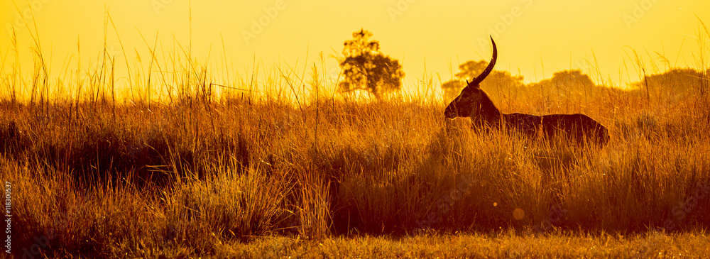 Impala Sunset Silhouette Stock Photo | Adobe Stock