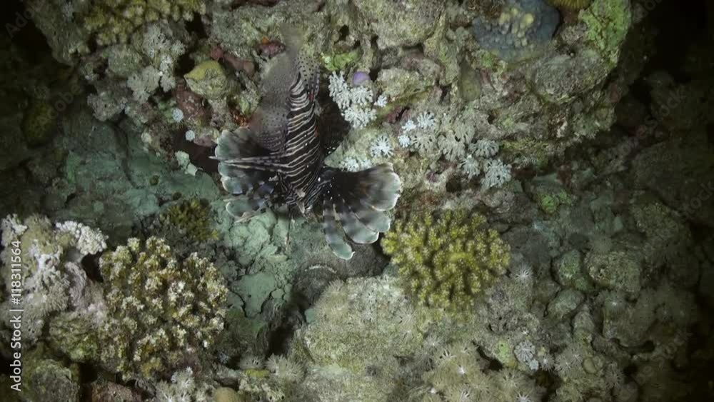 Scorpionfishe Scorpion Fishe hunting night on reef. Amazing, beautiful ...