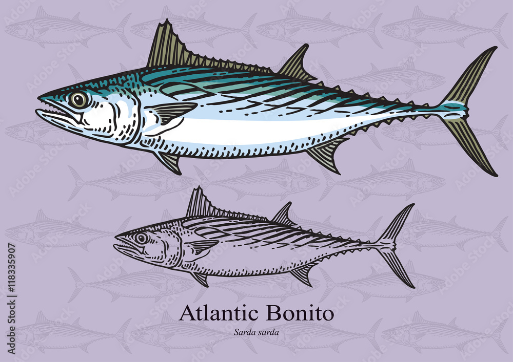 Atlantic bonito. Vector illustration for artwork in small sizes ...