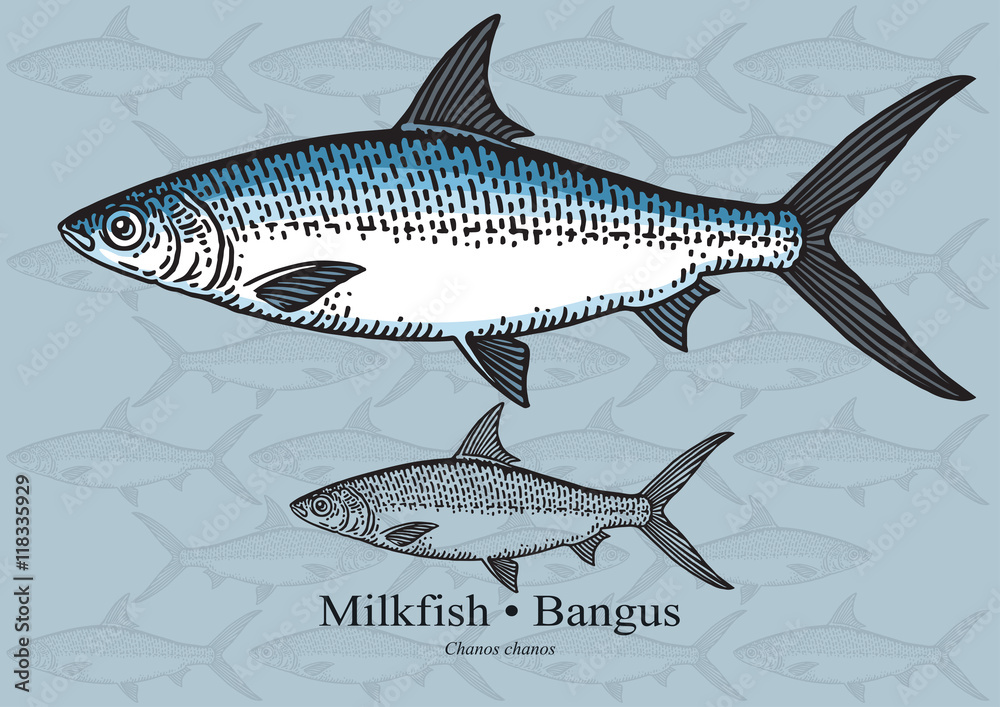 Milkfish (Bangus). Vector illustration for artwork in small sizes ...